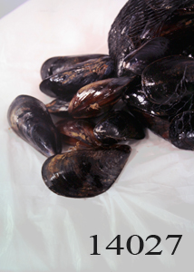Mussel | Goudy Photography