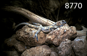 A-IMG2365 | Goudy Photography