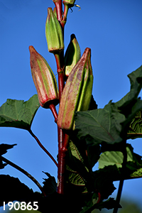 Alabama Red Okra | Goudy Photography